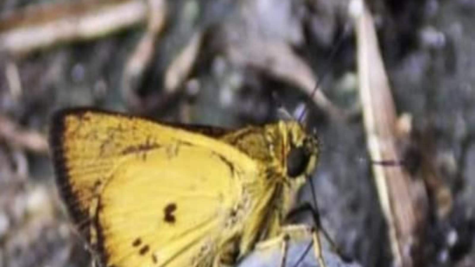 Researcher Discovers New Species of Butterfly Called Chocolate-Bordered ...
