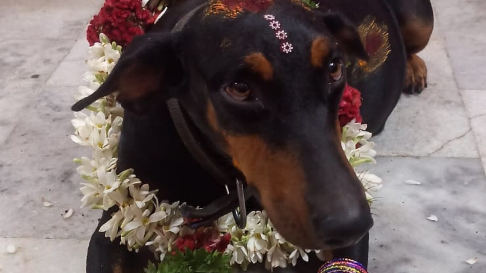 Tamil Nadu Cop Holds Bangle Ceremony, Feast for Pregnant Pet Dog | Buzz ...