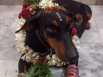 Tamil Nadu Cop Holds Bangle Ceremony, Feast for Pregnant Pet Dog - News18