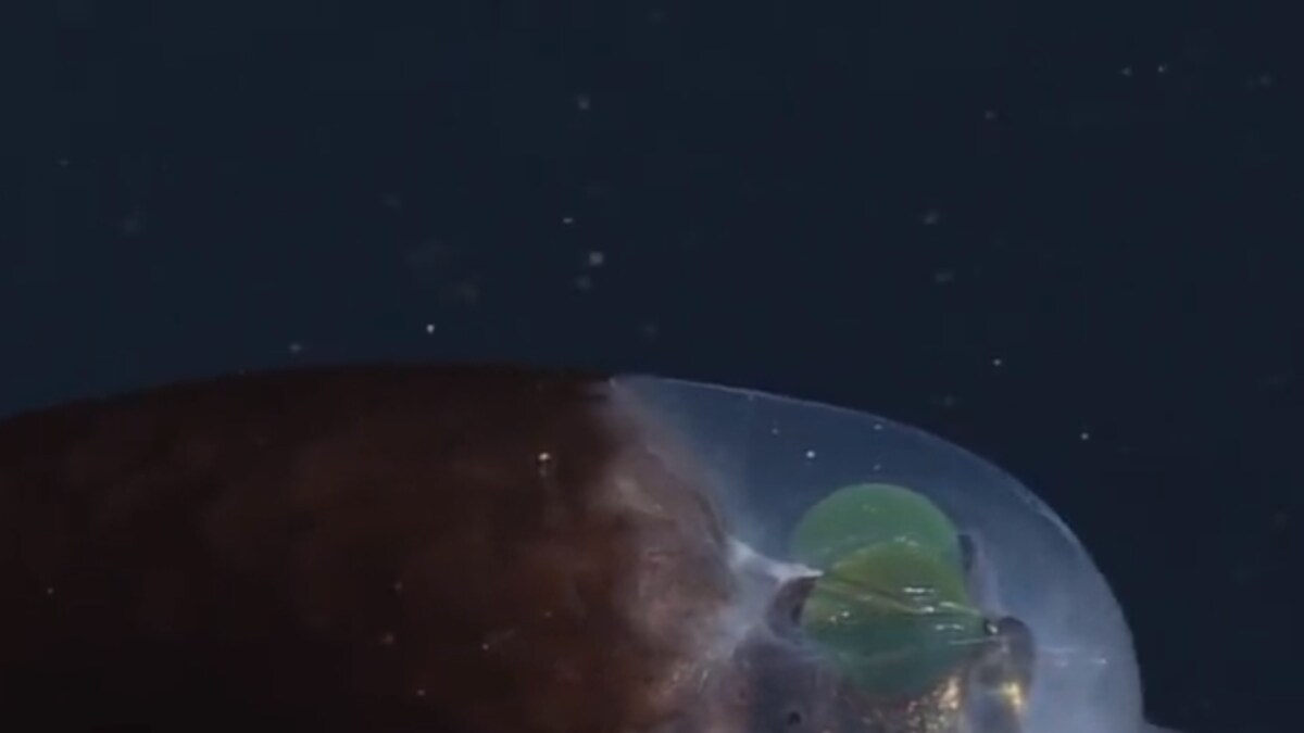 'I Spy': Rare Barreleye Fish That Can See Through its Transparent Head ...