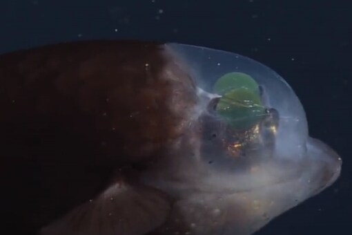 'I Spy': Rare Barreleye Fish That Can See Through its Transparent Head ...