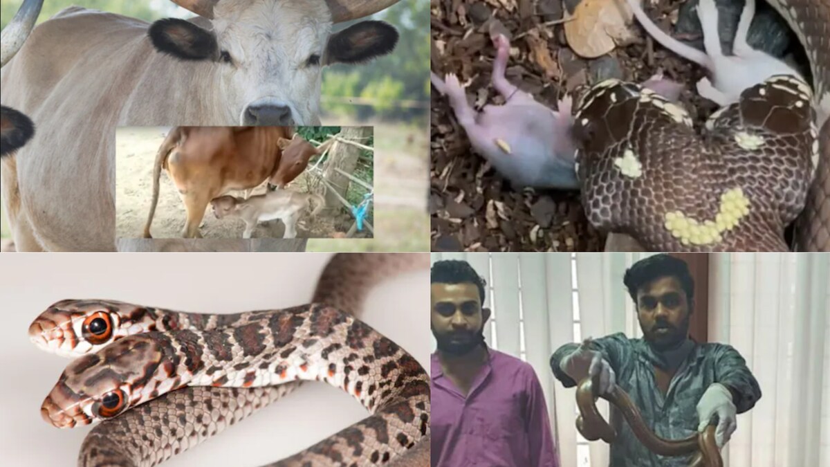 Two-headed Animals We Saw in 2021 and How it's Not an Uncommon ...