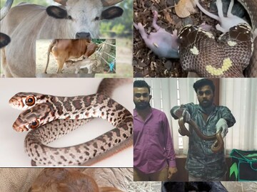 Two-headed Animals We Saw in 2021 and How it's Not an Uncommon ...