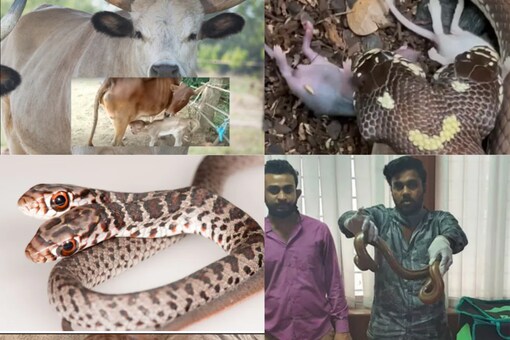 Two-headed Animals We Saw in 2021 and How it's Not an Uncommon ...