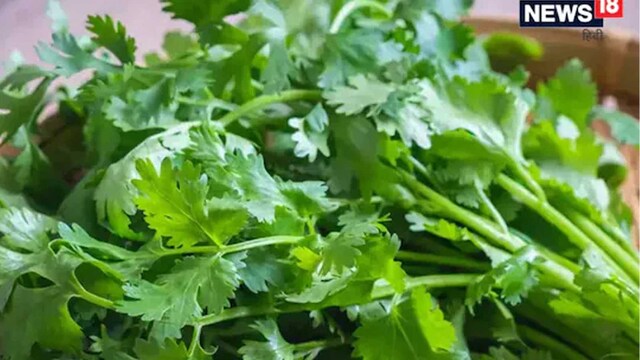 Amazing Benefits of Green Coriander You Never Knew - News18