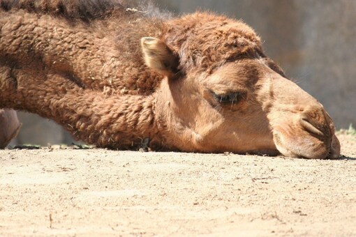 40 Camels, Which Took Botox to Look Good for Beauty Contest in Saudi ...