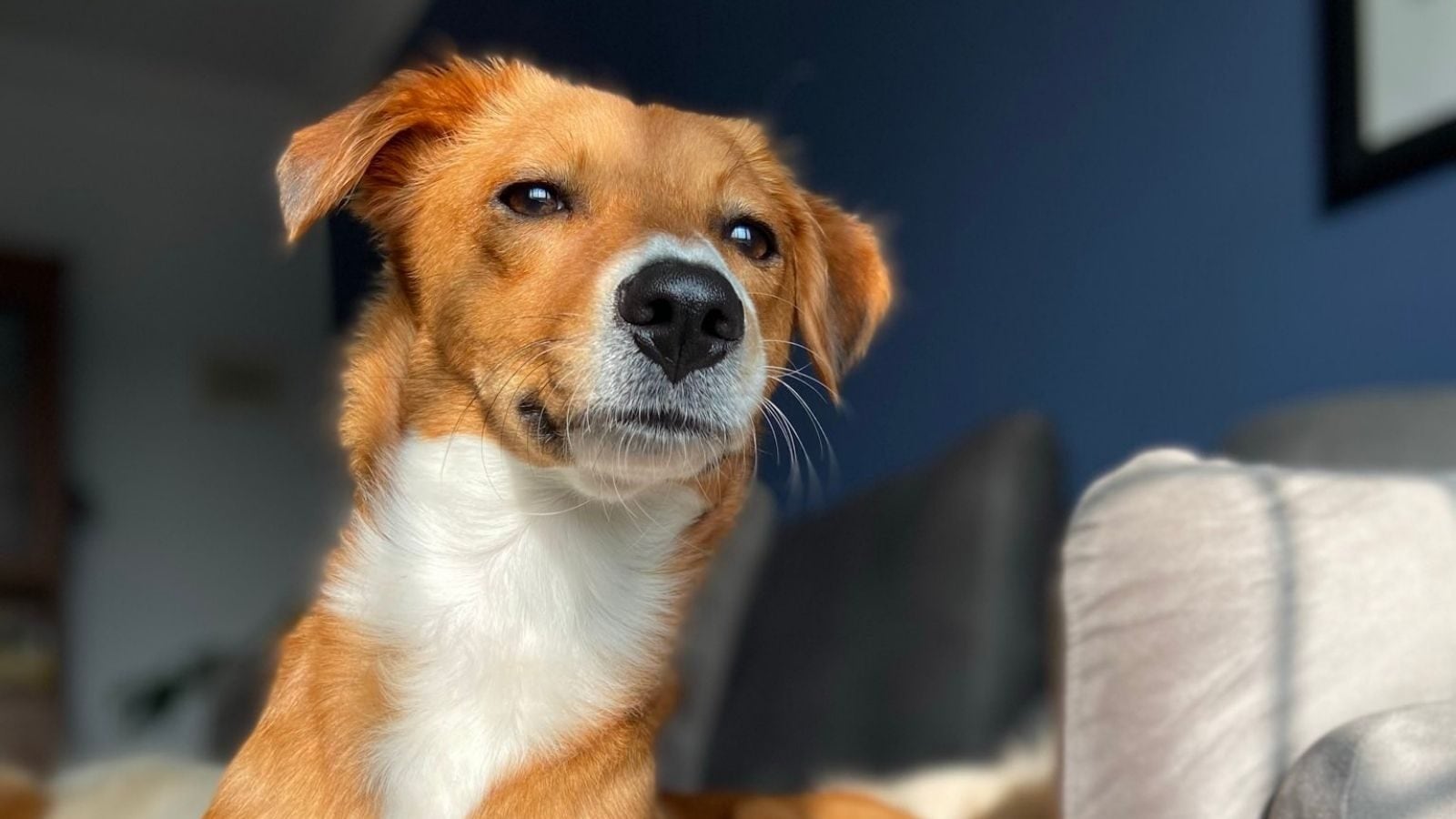 This Twitter Thread on Adorable Indie Dogs Will Make You Smile | Buzz ...