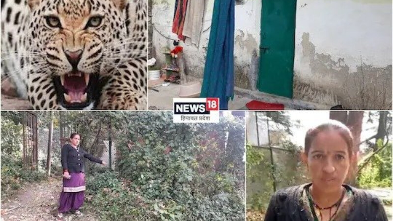 Woman Spots Leopard Near CM House in Shimla | India News - News18