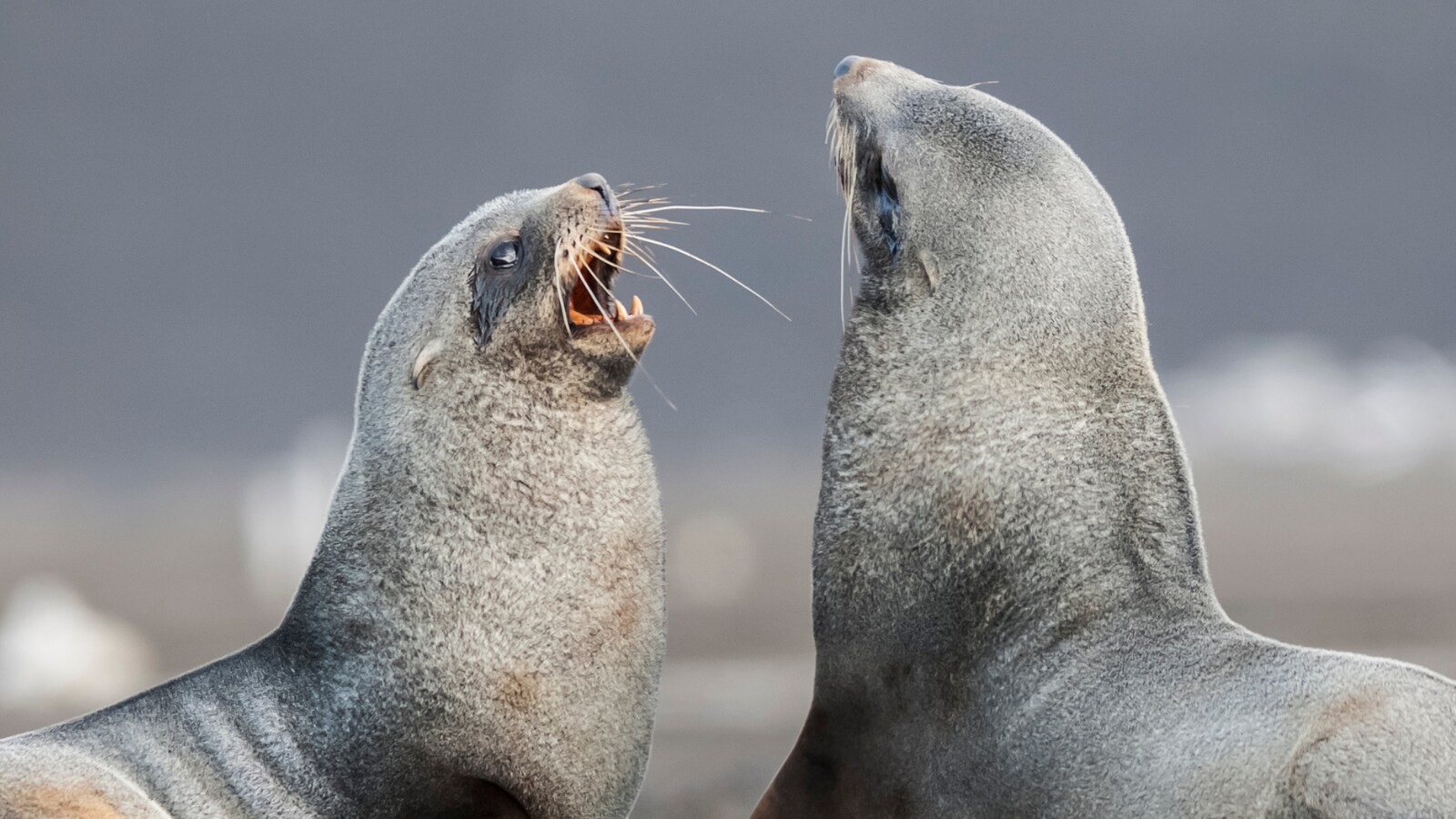 Seals With Sensors on Their Head Deployed to Help With Research in ...