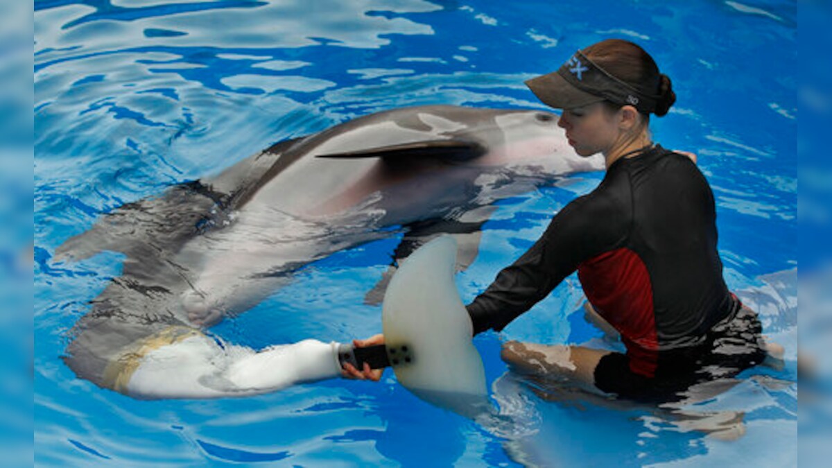 Ashes Of Winter The Movie Star Dolphin Released Into Gulf - News18