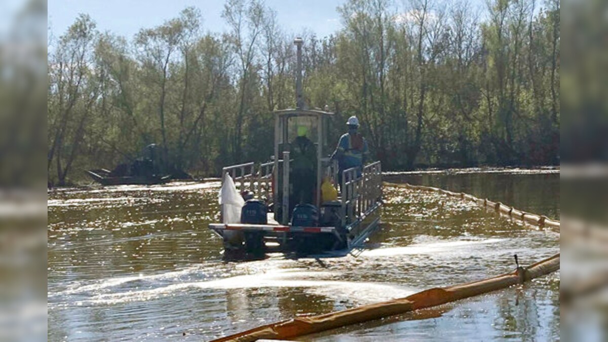 Gators Fouled By Diesel Spill Get A Scrubbing, Teeth Cleaned - News18