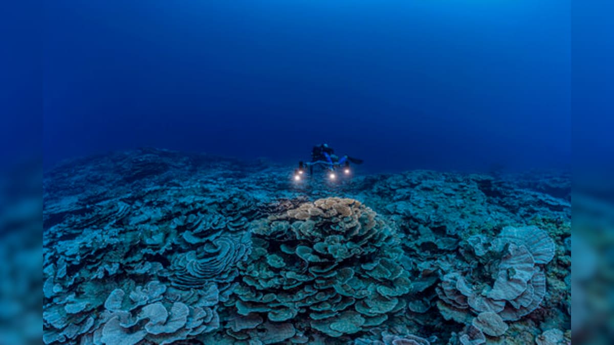 Rare, Pristine Coral Reef Found Off Tahiti Coast - News18