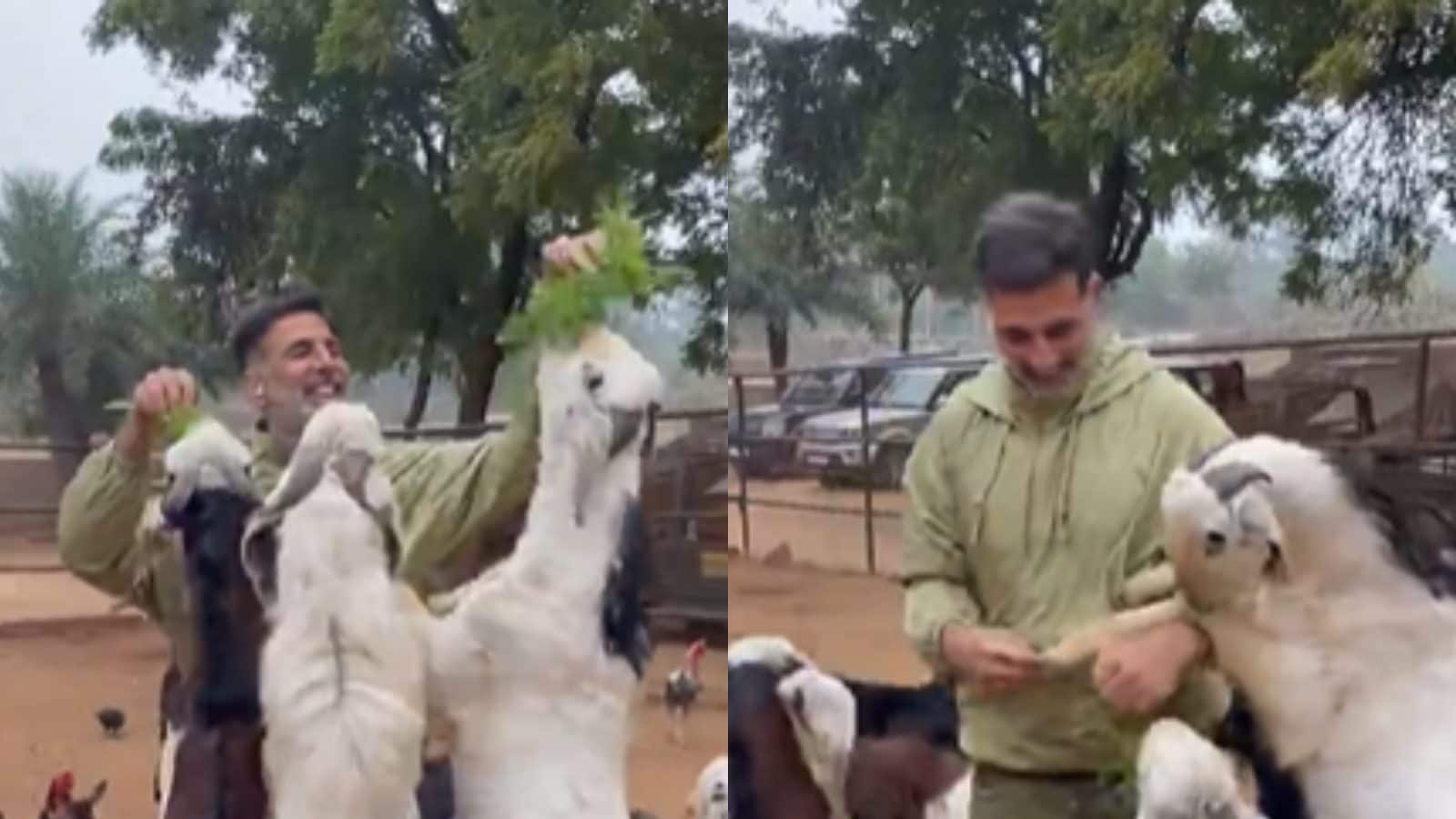 Akshay Kumar Struggles To Feed Goats In A New Video, Fans Thank Him For ...