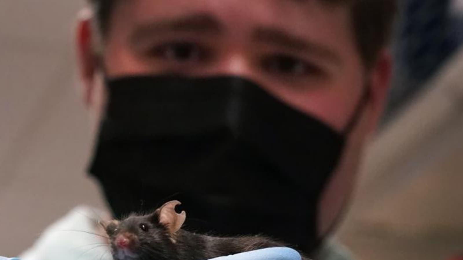 This Small Mammal is Helping Scientists Solve the Autism Puzzle | Buzz ...