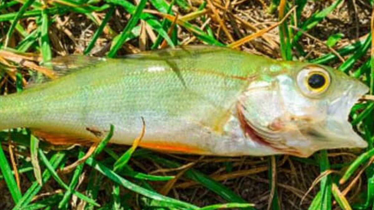 It Rained Fish in This US City, Here's the Science Behind the Rare ...