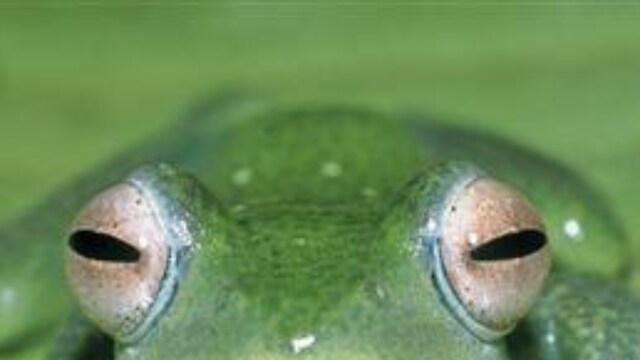 US Scientists Regrow Frog Limbs, Aim to test New Technique on Human ...