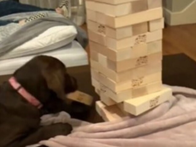 WATCH: 'Jenga King' Dog Plays Game Like a Pro, Leaves Netizens in Awe ...