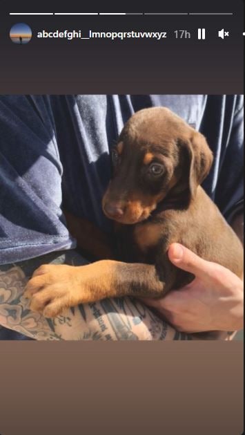 BTS: Jungkook Introduces Two New Family Members, Takes Internet by ...