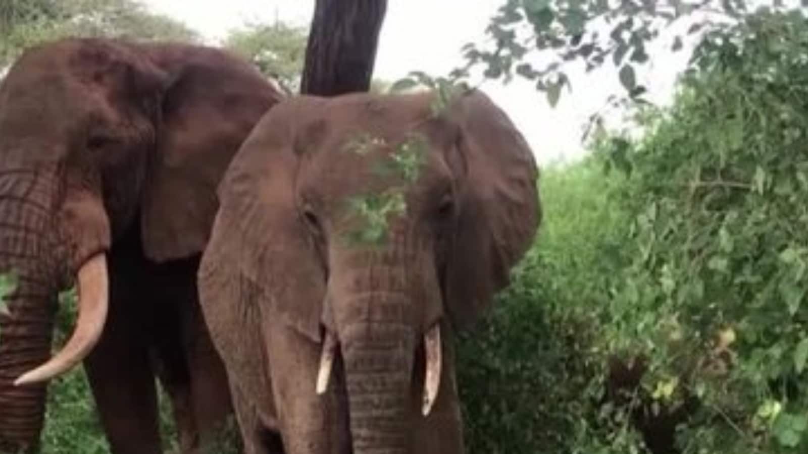 Elephant Kills Woman in Odisha, Comes Back to Trample her Corpse at ...