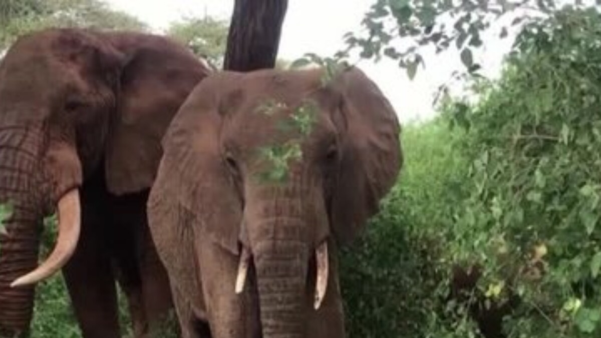 Decomposed Carcass of Elephant Found in Tamil Nadu - News18