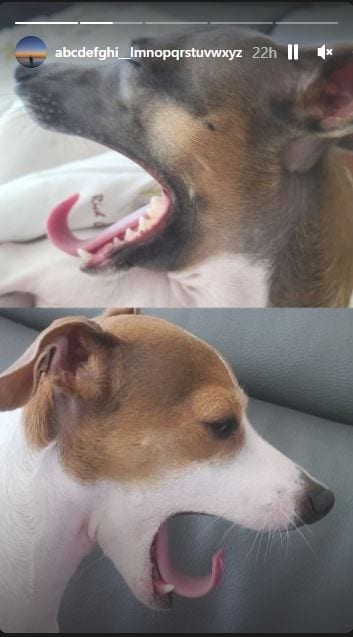 BTS: Jungkook Introduces Two New Family Members, Takes Internet by ...