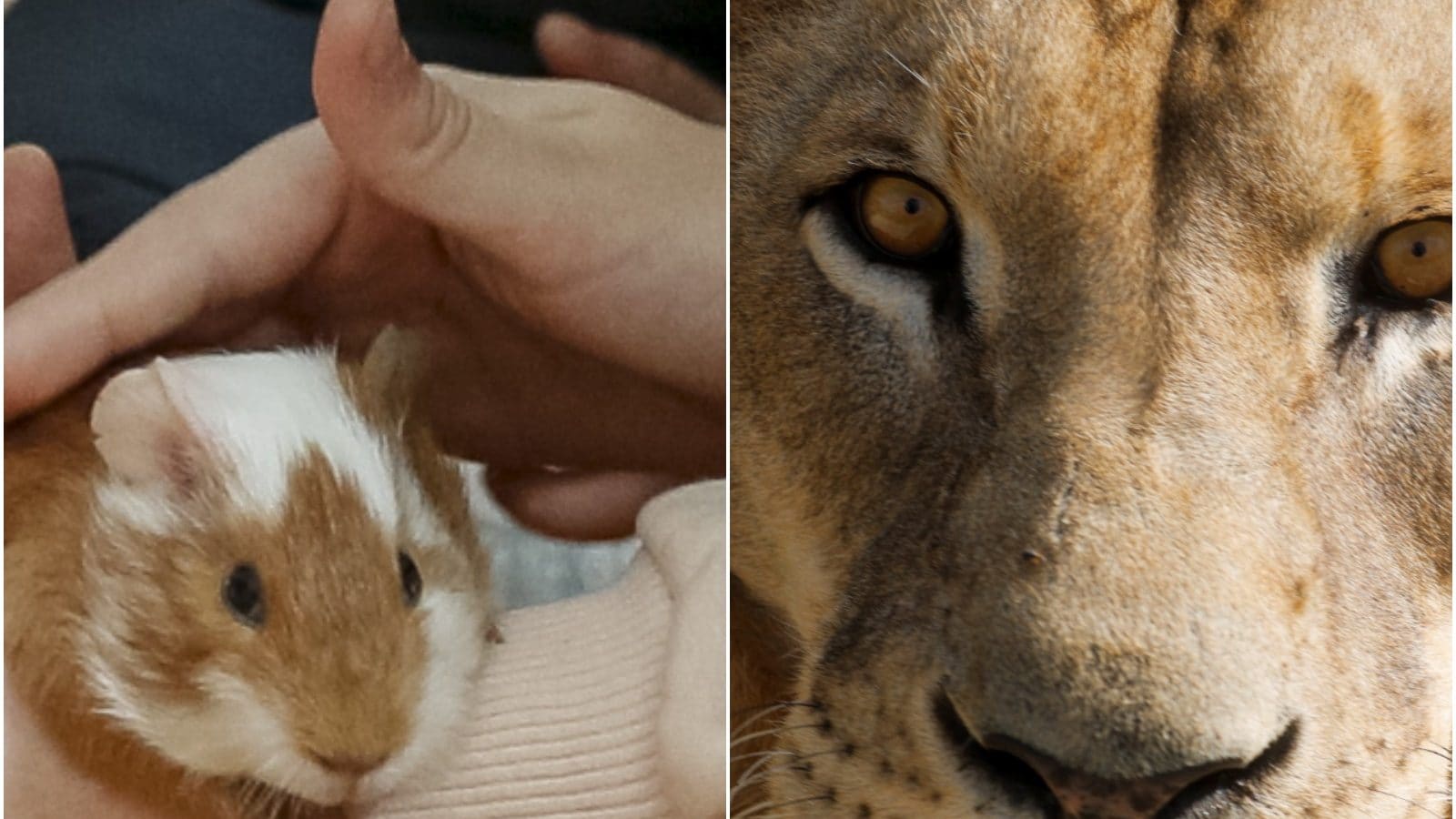 Covid: Hong Kong Culls Hamsters; South African Infected Lions Raise New ...