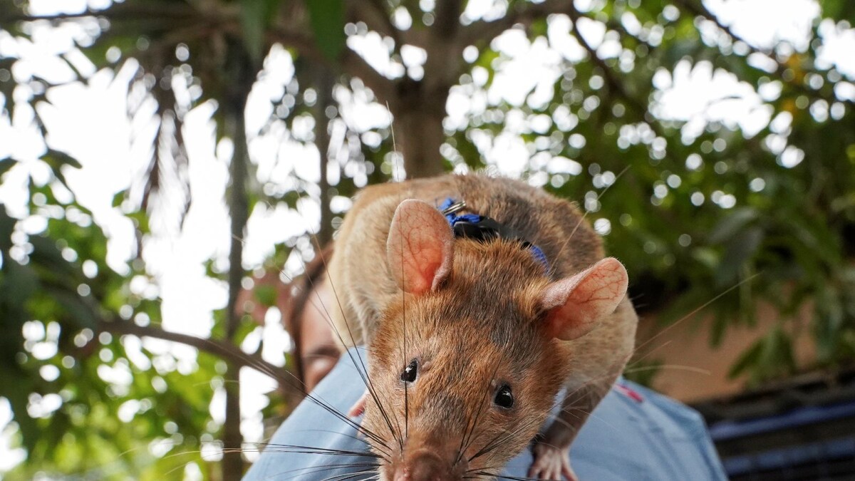 Magawa: Cambodian 'HeroRAT' Which Detected Over 100 Landmines, Dies ...