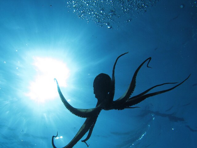 WATCH: Rare Blanket Octopus Spotted Dancing in the Waters of Great ...