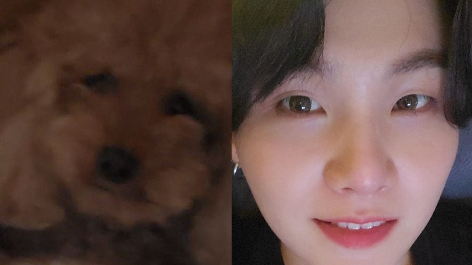 BTS’ Suga Shares First Picture Of His Pet Dog Holly And ARMY Can't Keep ...