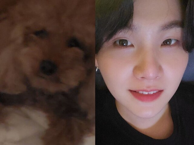 BTS’ Suga Shares First Picture Of His Pet Dog Holly And ARMY Can't Keep ...