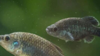 Mexico's Tequila Fish, Once Close to Extinction, Are Thriving Again ...