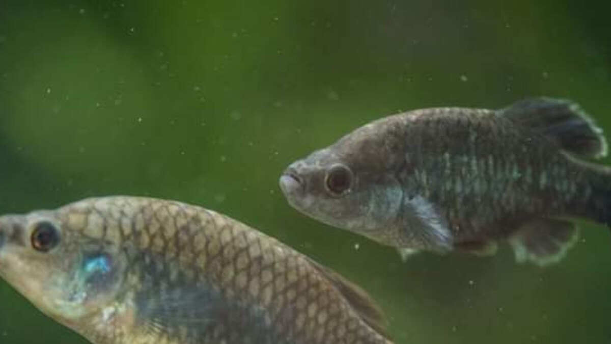 Mexico's Tequila Fish, Once Close to Extinction, Are Thriving Again ...