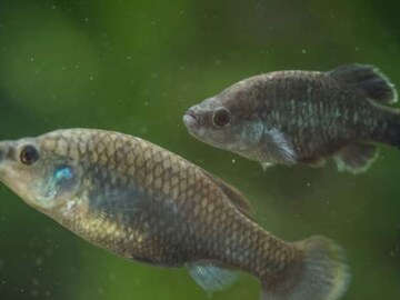 Mexico's Tequila Fish, Once Close to Extinction, Are Thriving Again ...