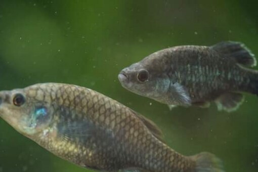 Mexico's Tequila Fish, Once Close to Extinction, Are Thriving Again ...