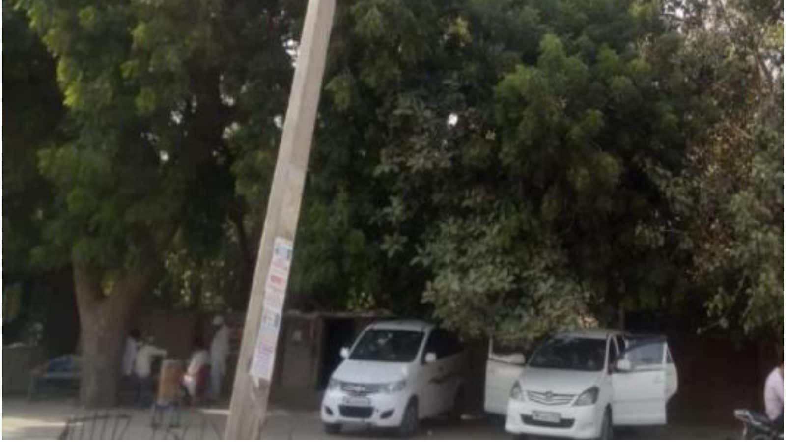 The Wisdom of Our Ancestors: Why Communities Revere This Trio Of Trees ...