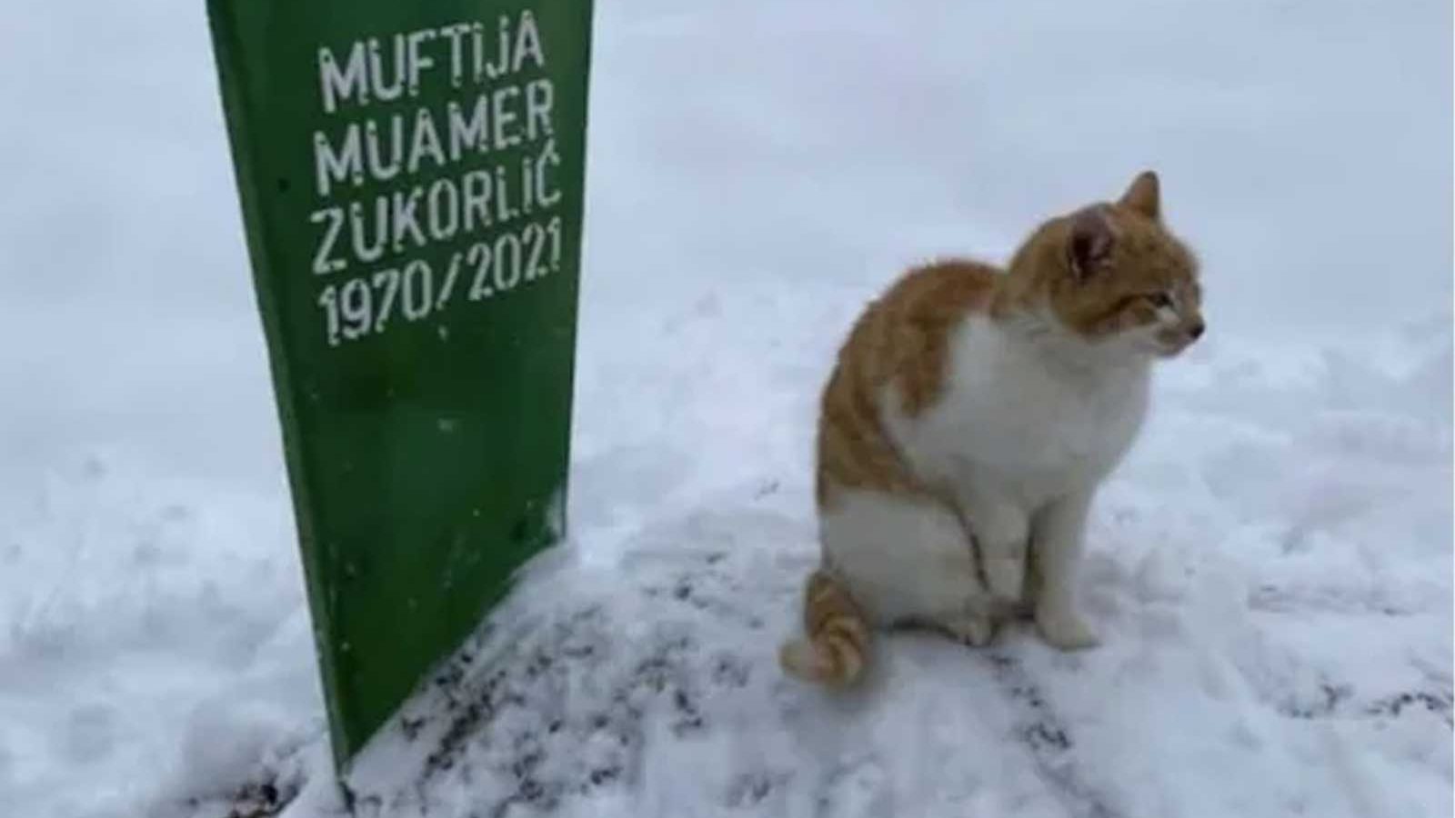 Two Months Since Owner's Death, Cat Still Sits Near His Grave in Biting ...