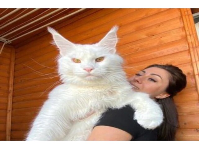 Bought as Little Kitten 2 Years Ago, This Russian Cat is a Gentle Giant ...