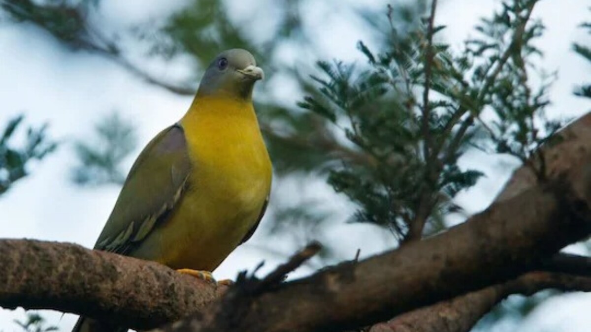 Hariyal, The Bird That Never Sets a Foot On The Ground - News18