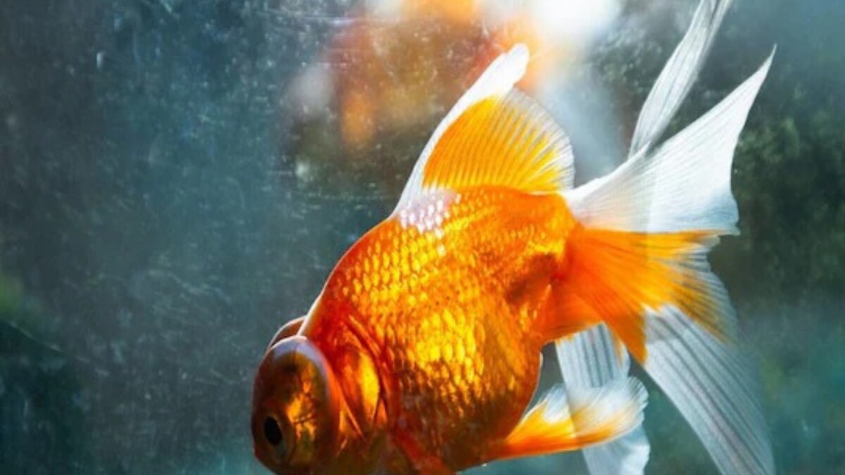 Israeli Scientists Successfully Train Goldfish To Drive Car - News18
