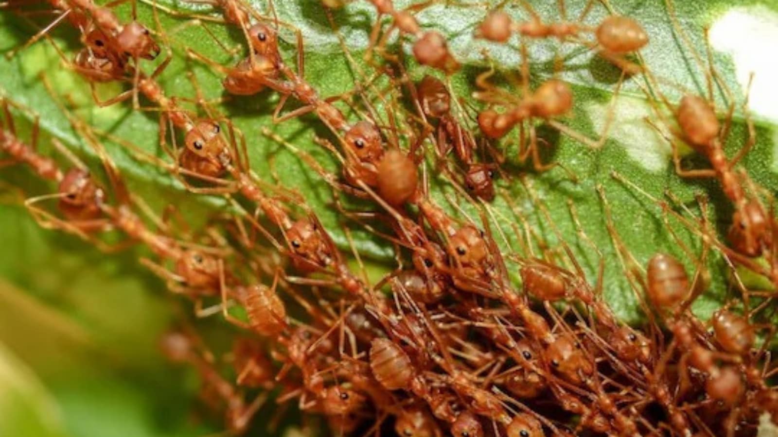 Have You Tried Bastar's Much Sought-after Red Ant Chutney? Read Recipe ...