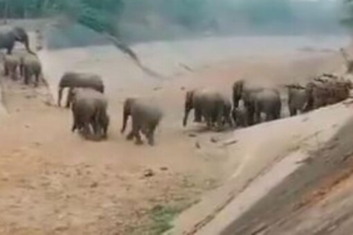 Video of Elephant Herd in Odisha Using Ramp to Cross Canal Wins Hearts ...