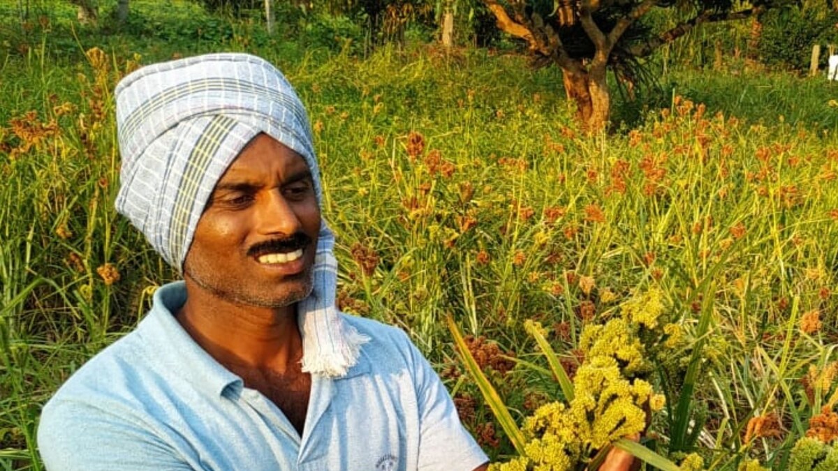 Karnataka Farmer Grows 72 Kinds of Ragi in 20 Cent Plot, Revives ...