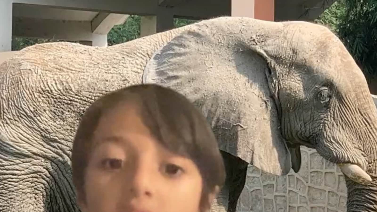 Why Activists are Demanding to Send Elephant 'Shankar' Back to Africa ...