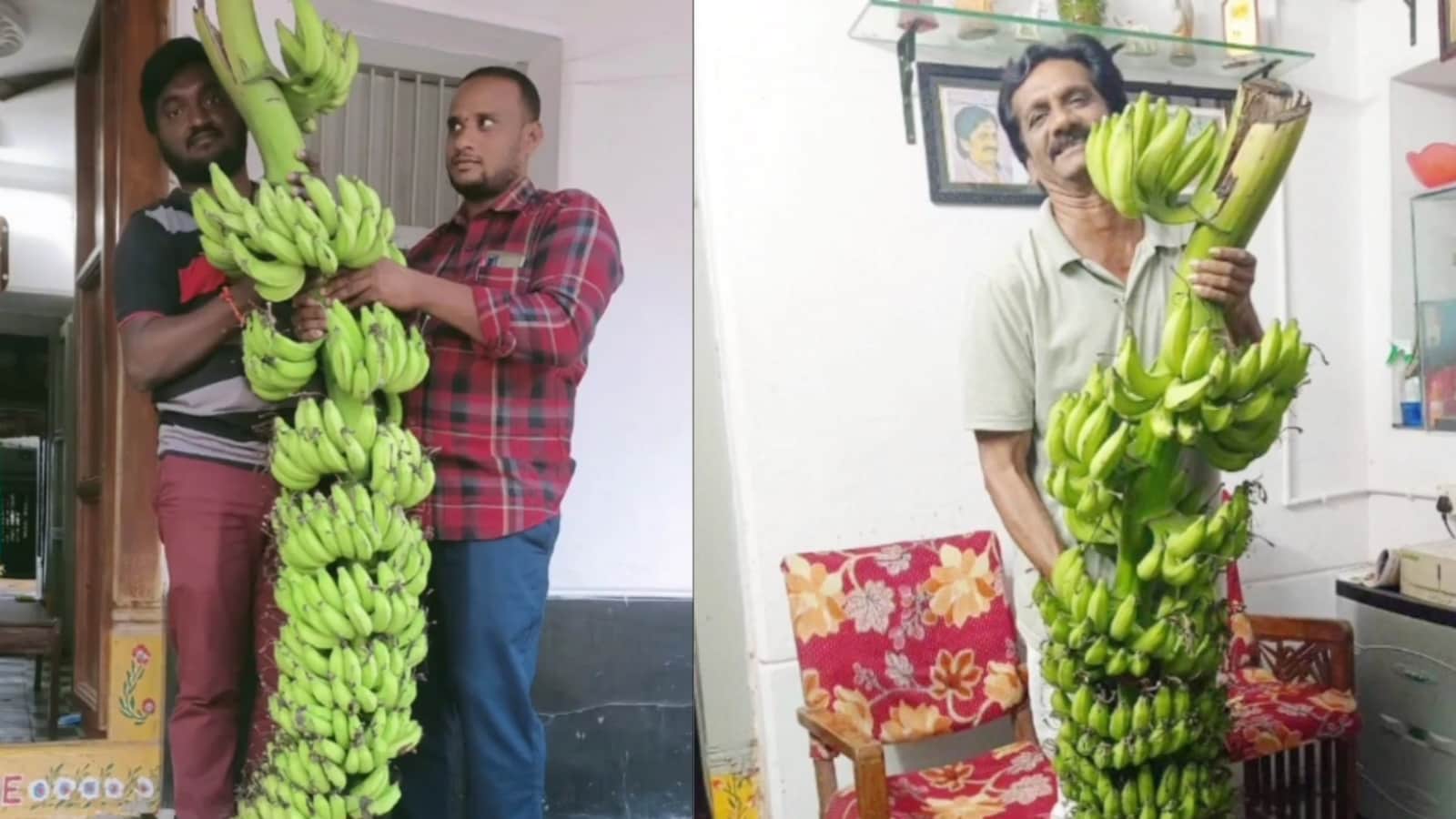 'Baahubali' Banana Has Made Andhra Pradesh Village Proud as Locals ...