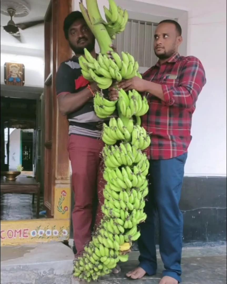 'Baahubali' Banana Has Made Andhra Pradesh Village Proud as Locals ...