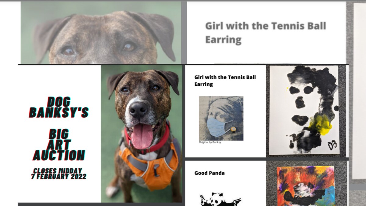 Meet Banksy, the Dog Who Raised Rs 51,000 for Animal Charity with His ...