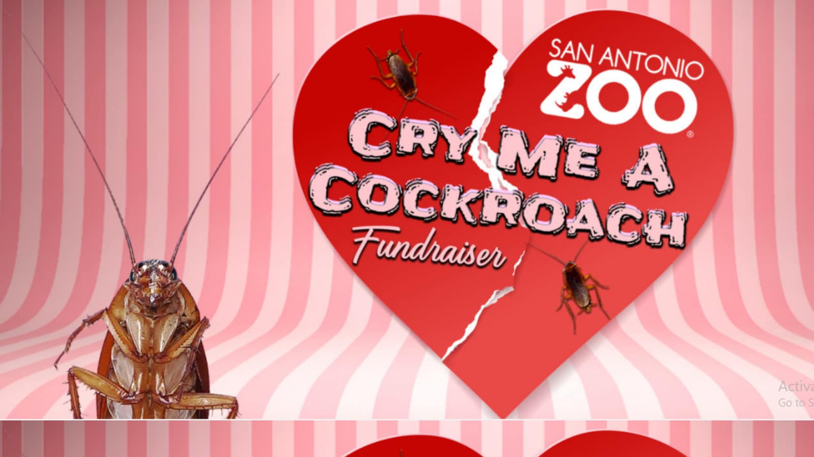 This Valentine's Day You Can Name a Cockroach After Your Ex and Watch ...
