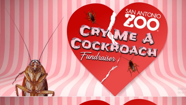 This Valentine's Day You Can Name a Cockroach After Your Ex and Watch ...