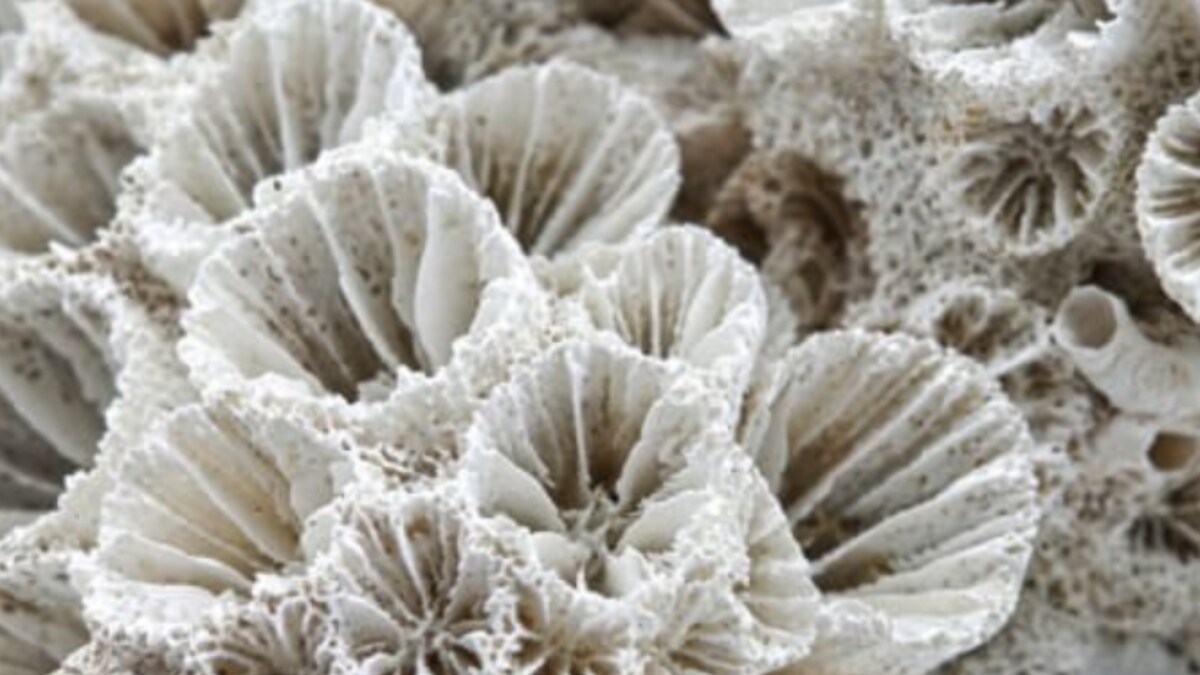 How Studying Coral Skeletons Could Better Predict their Resilience to ...