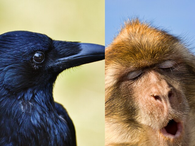 Vengeful Monkeys to Rogue Crows: When Animals Turned on Each Other and ...